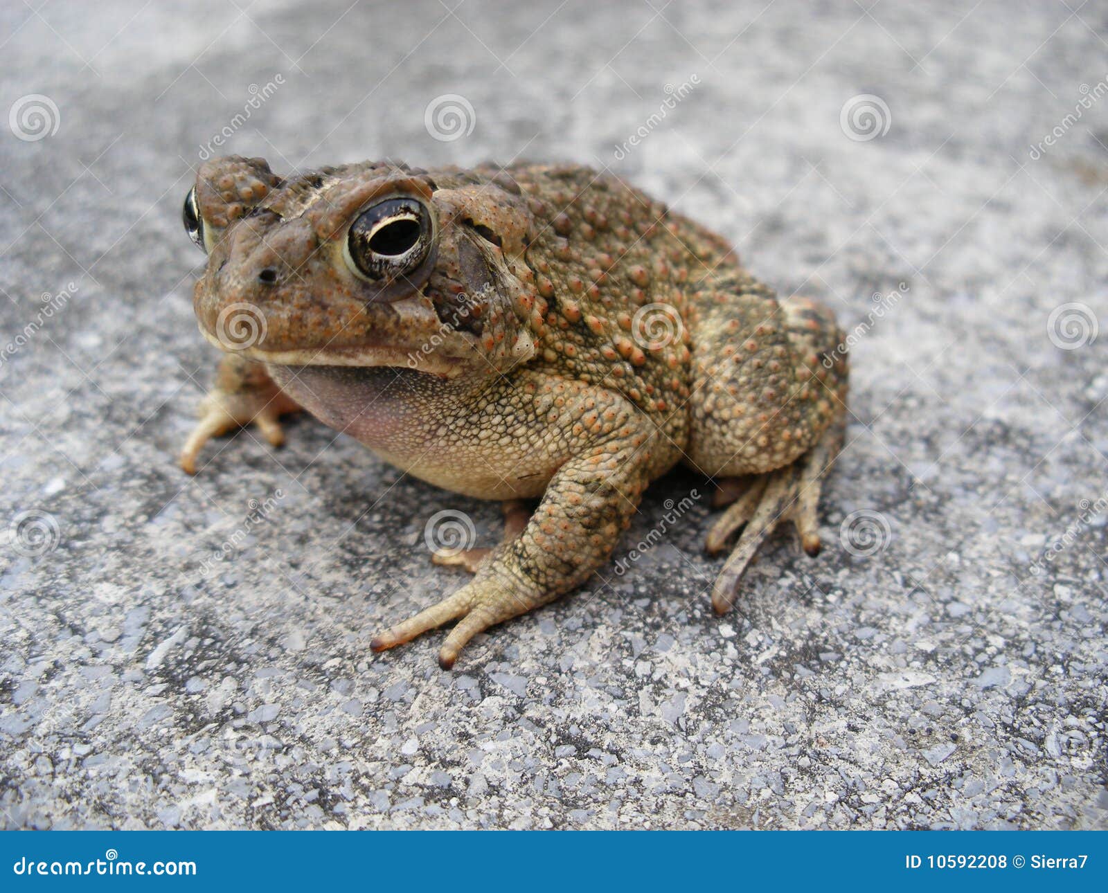 Toad II stock photo. Image of nature, look, alone, listless - 10592208