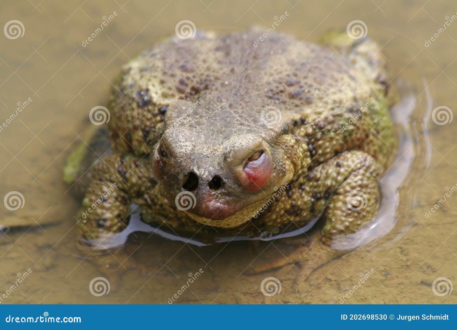 Toad in a puddle stock photo. Image of frogs, green - 202698530