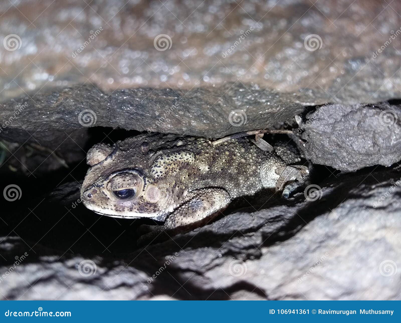 Toad inside the rock stock image. Image of toad, soldiers - 106941361