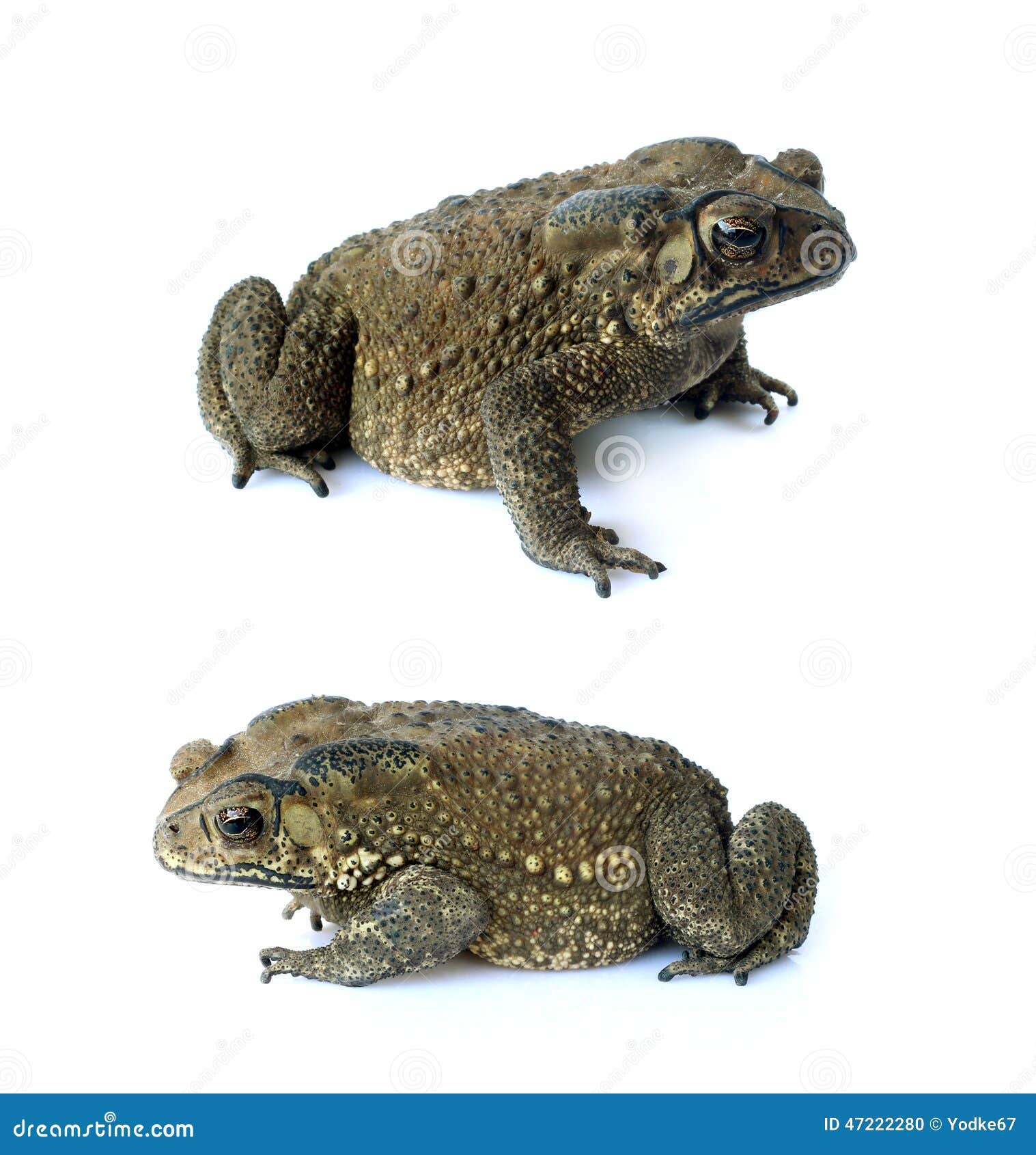 Toad stock photo. Image of side, frog, space, copy, nature - 47222280