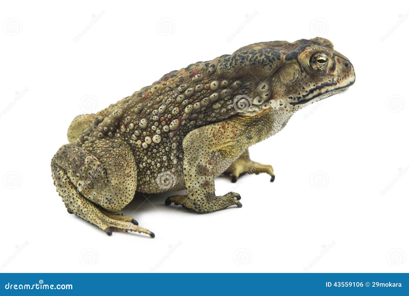 Toad Background Stock Photography | CartoonDealer.com #892766