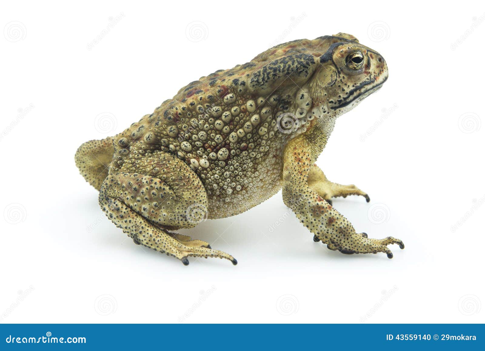 Toad Isolated on White Background Stock Photo - Image of fauna ...