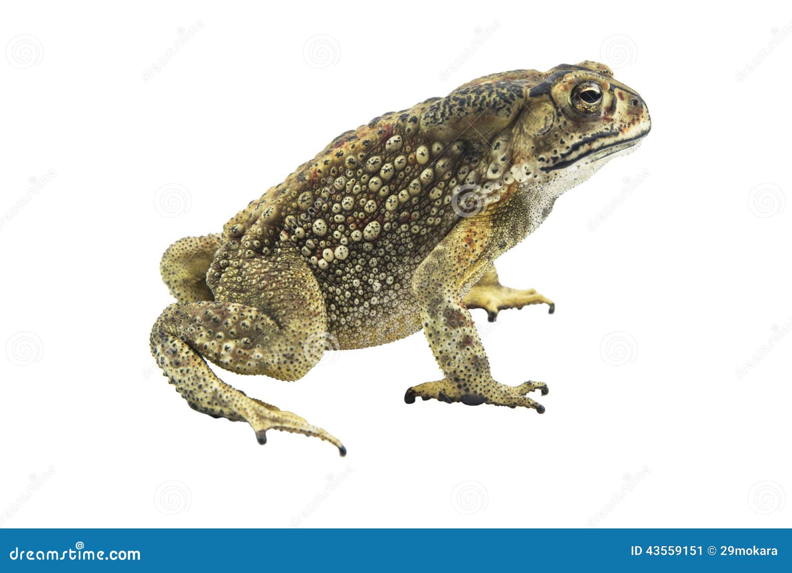 Toad Isolated on White Background Stock Image - Image of background ...