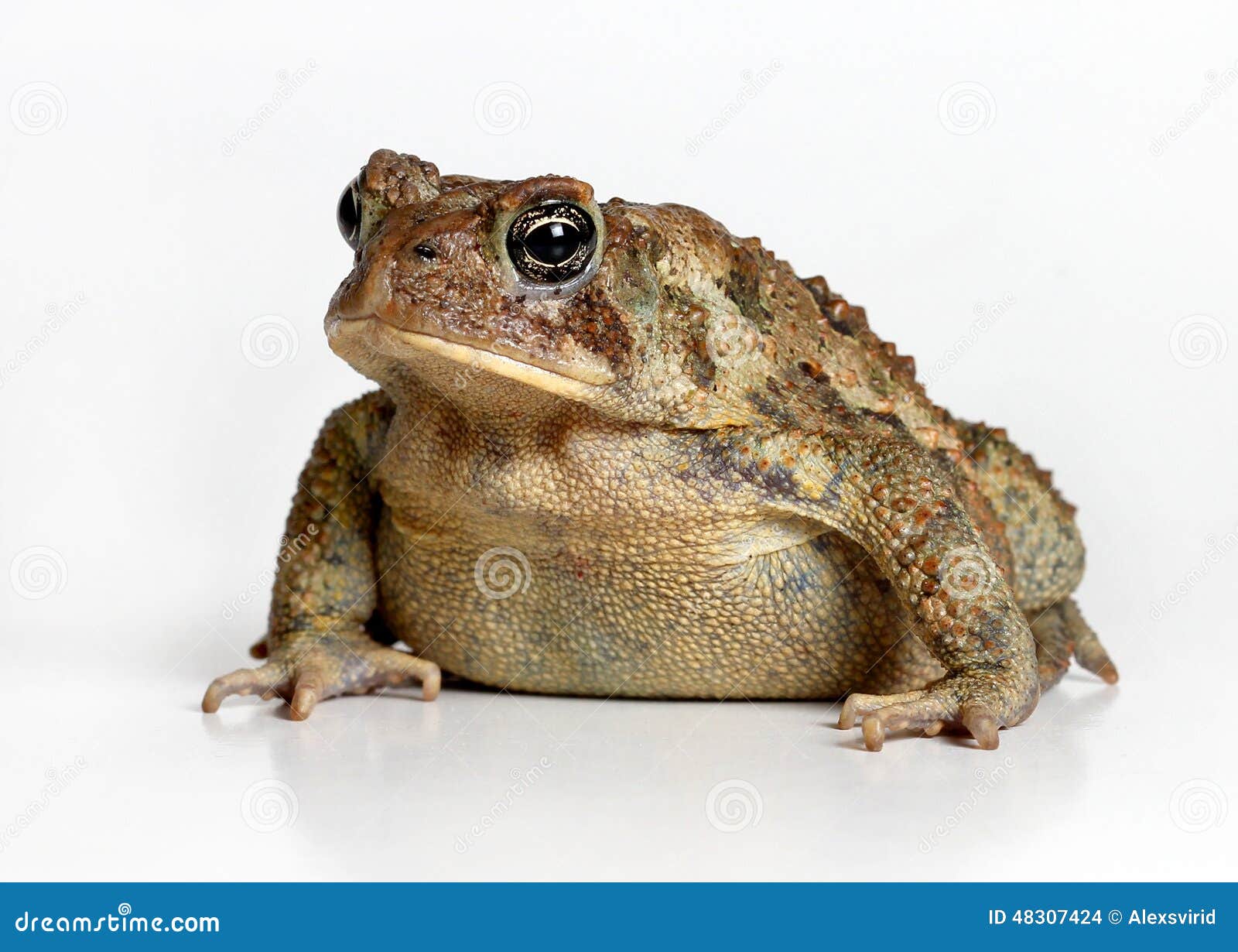 Toad Isolated On White Background. Southern Toad - Anaxyrus Terrestris ...