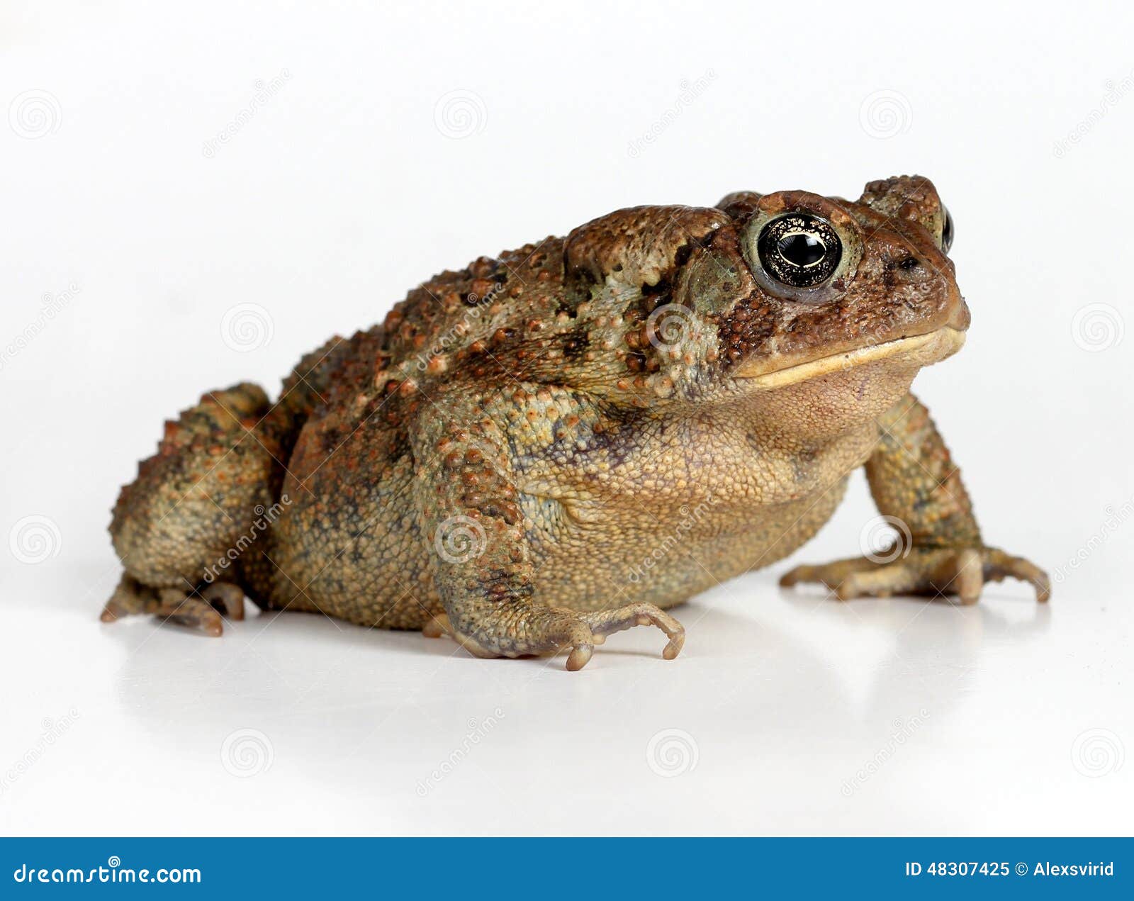 Toad Isolated on White stock image. Image of isolated - 48307425