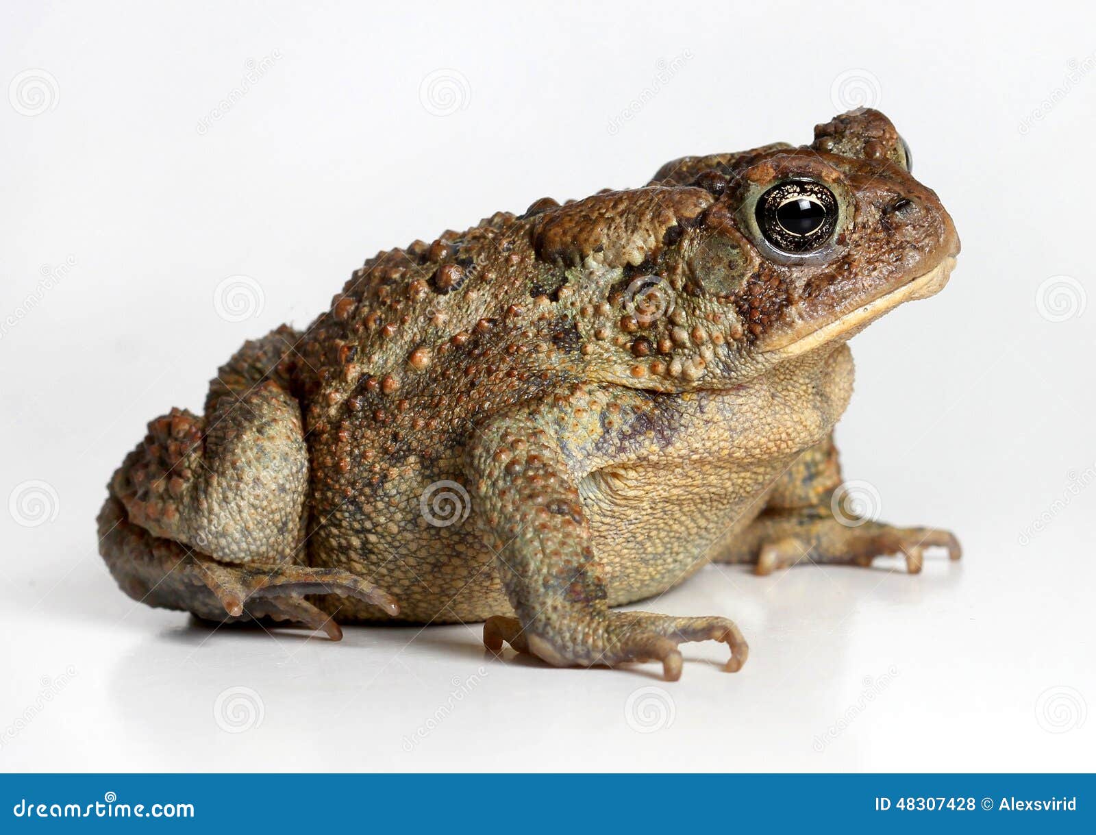 Toad Isolated on White stock photo. Image of creature - 48307428