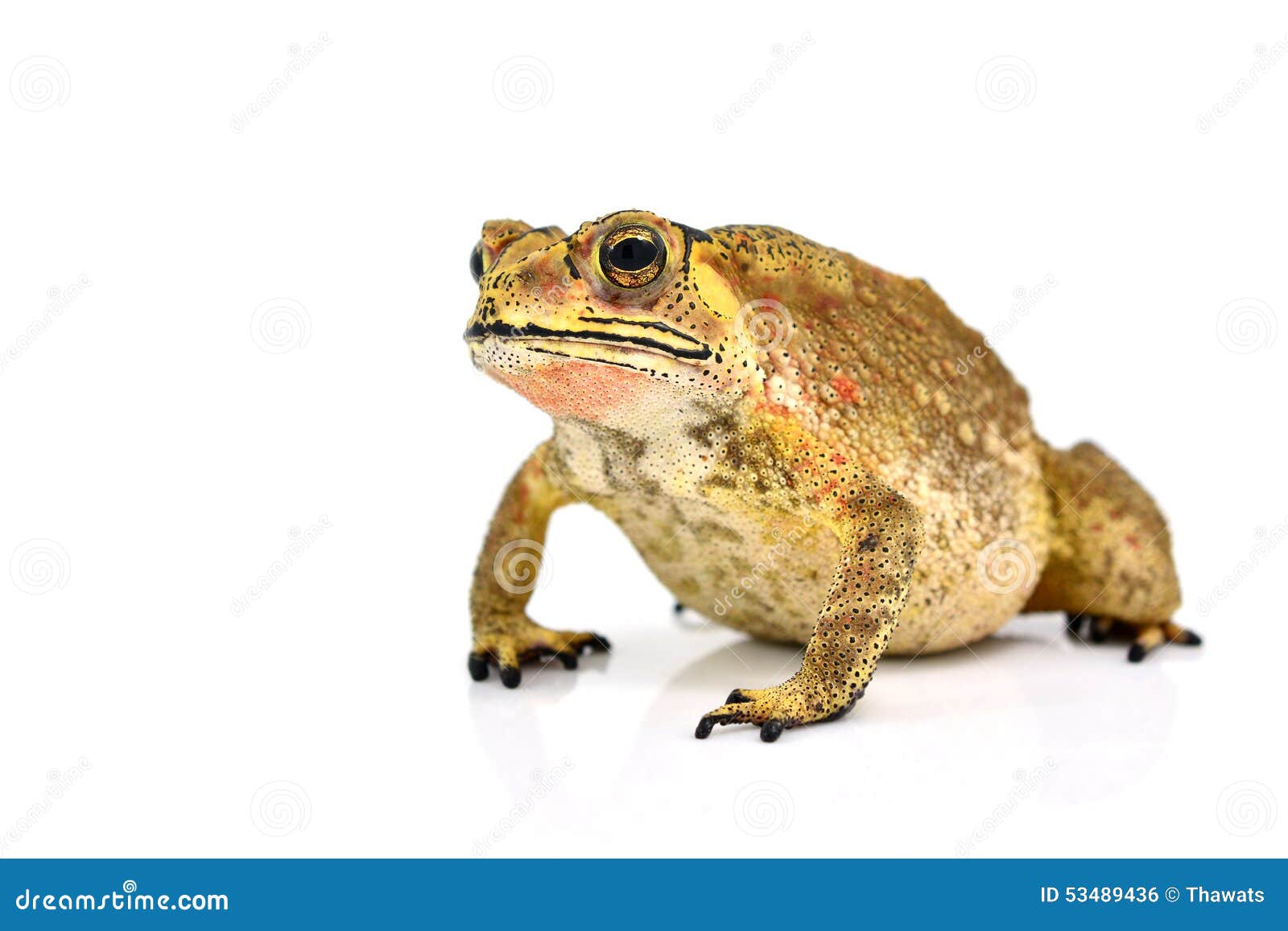 Toad stock photo. Image of pulchra, wild, climb, brown - 53489436