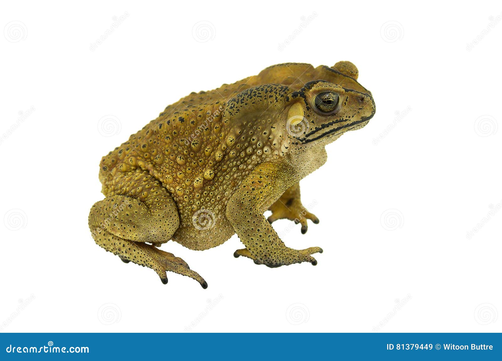 Toad Isolated On White Background. Southern Toad - Anaxyrus Terrestris ...
