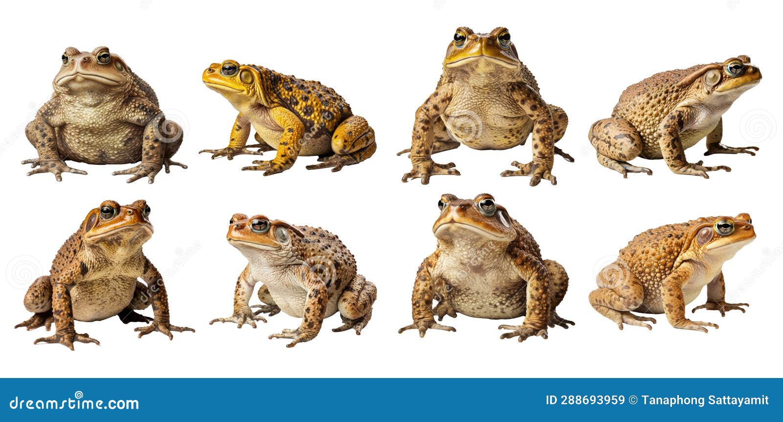 Toad Isolated on White Background. Stock Illustration - Illustration of ...