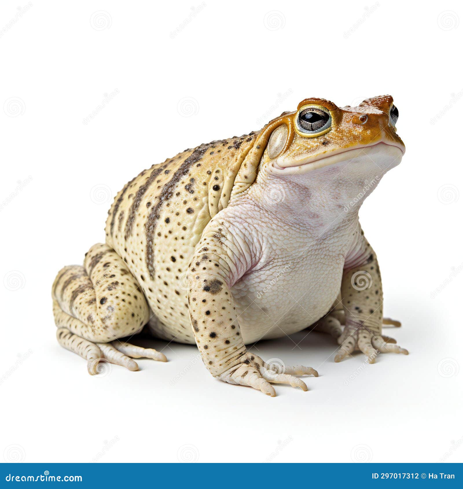 Toad Isolated on White Background, Side View Stock Illustration ...