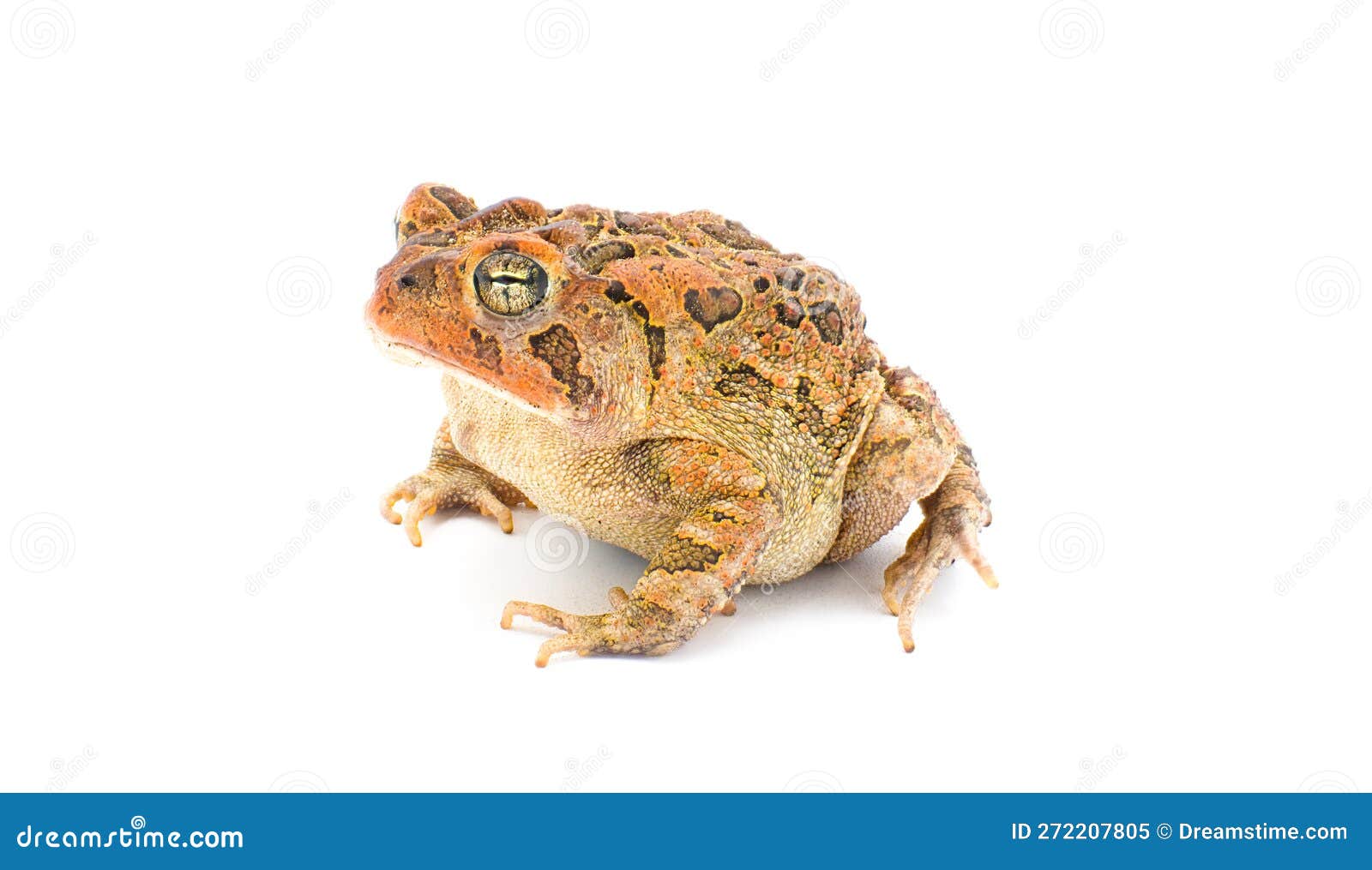 Toad Isolated on White Background. Southern Toad - Anaxyrus Terrestris ...