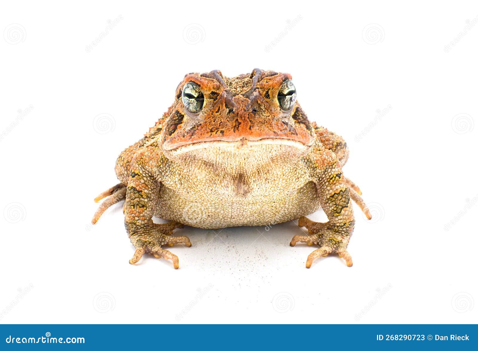 Toad Isolated on White Background. Southern Toad - Anaxyrus Terrestris ...