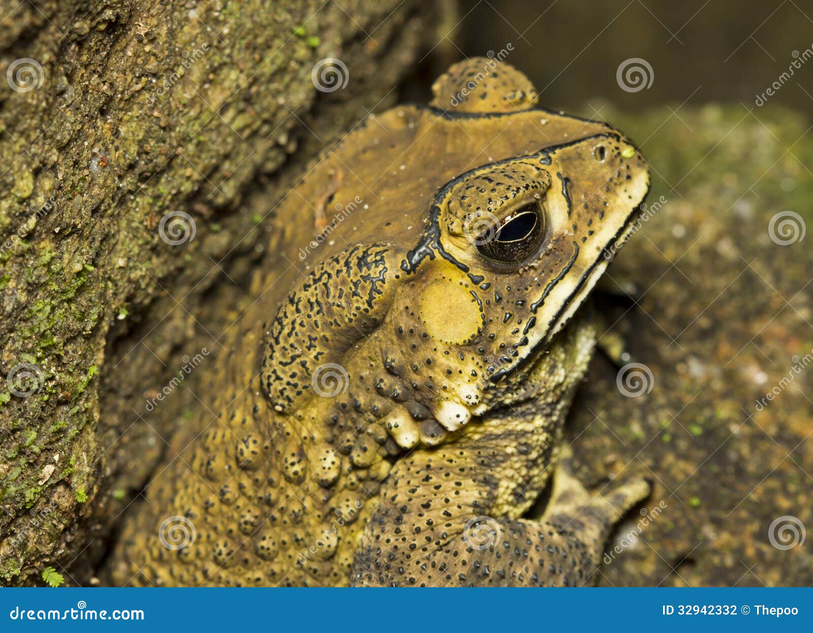 Toad stock photo. Image of wild, close, guide, green - 32942332