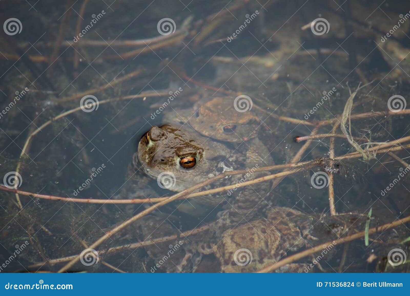 Toad stock photo. Image of fauna, wildlife, organism - 71536824
