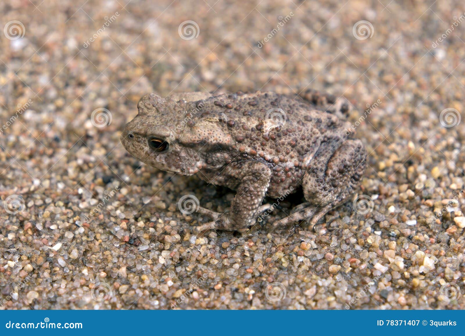 Toad at a lake stock image. Image of frog, amphibians - 78371407
