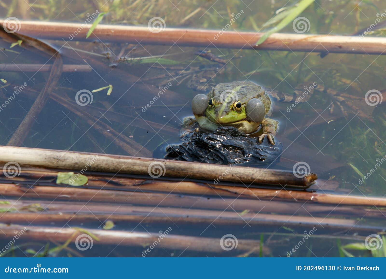 Toad in the Lake, Very Realistic, the Toad Makes Eye Contact Stock ...