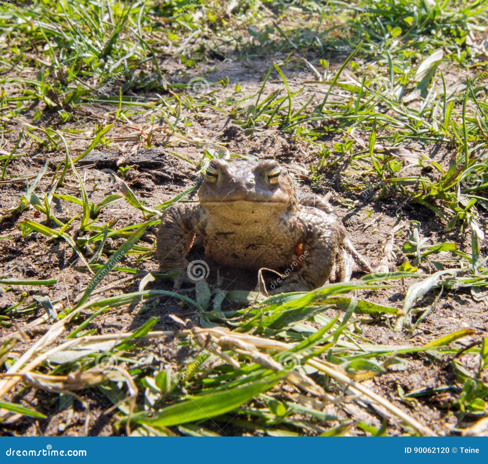 Toad stock photo. Image of lakeside, frog, nature, lake - 90062120