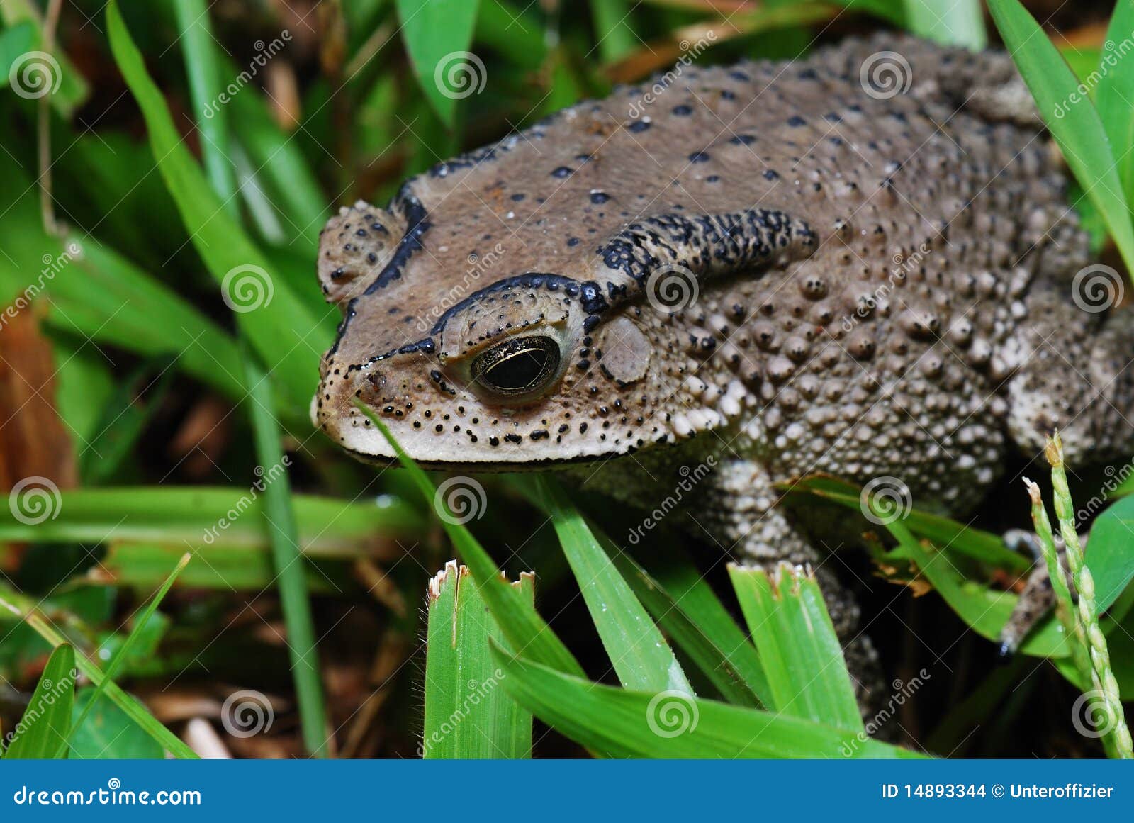 Toad on Land stock photo. Image of swamp, breathe, goofy - 14893344
