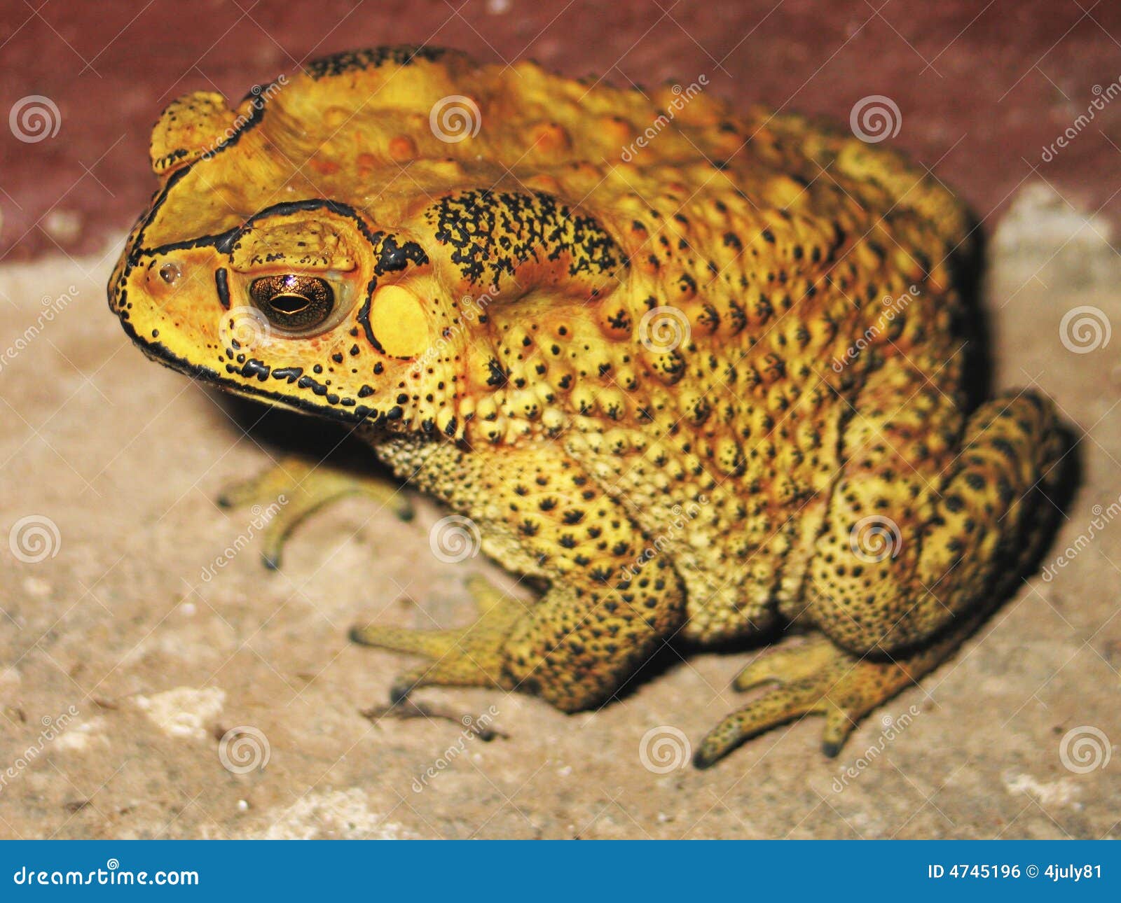 Toad - laos stock photo. Image of slimy, gold, animal - 4745196