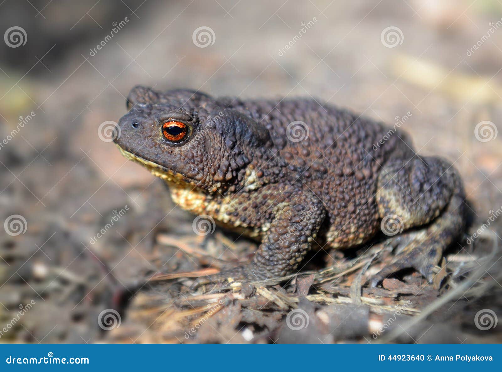 Toad stock photo. Image of large, animal, bufo, destroy - 44923640