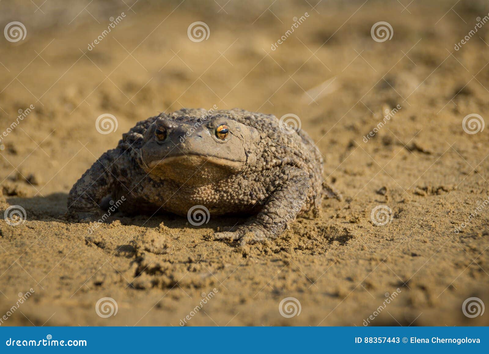 A toad. stock image. Image of animal, alluvium, paddock - 88357443