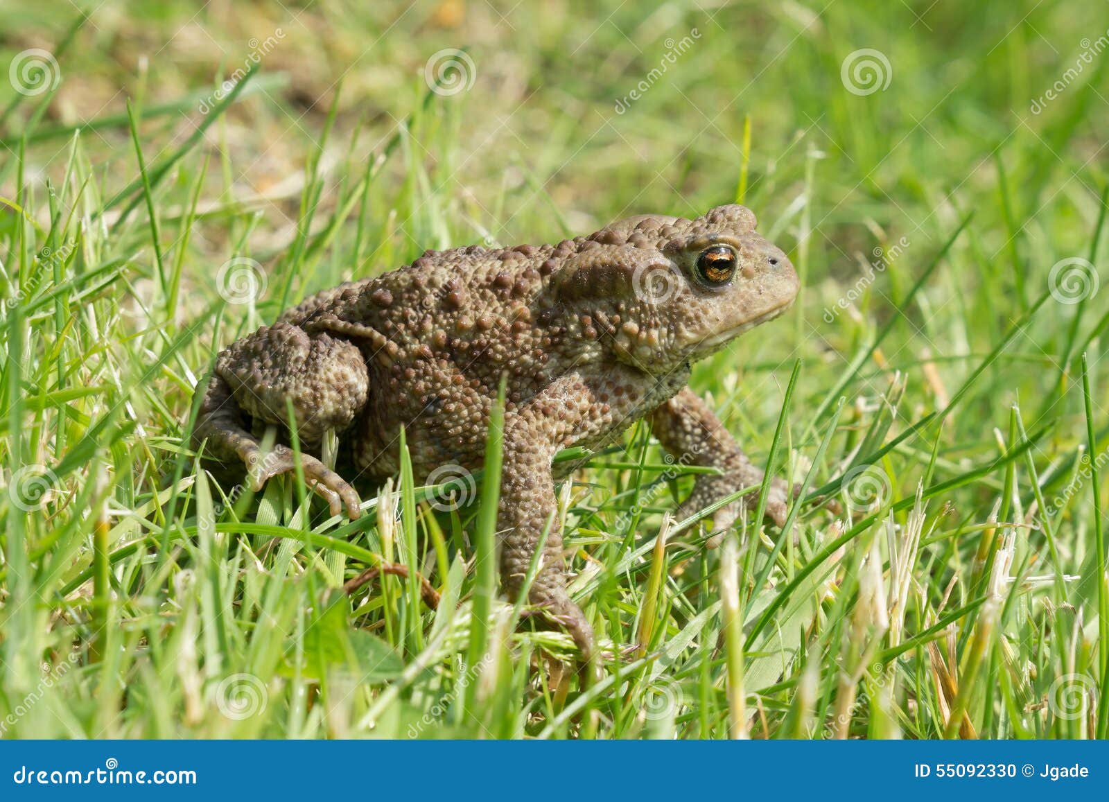 Toad at the lawn stock photo. Image of common, bufo, frog - 55092330