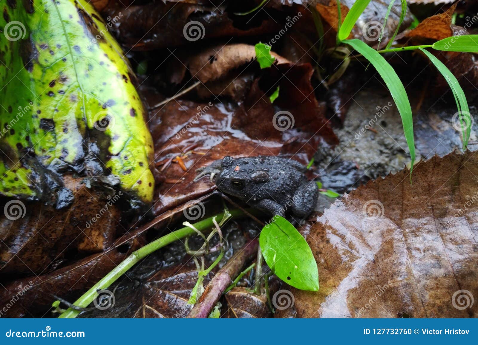 Toad stock photo. Image of frog, leaves, toad, nature - 127732760