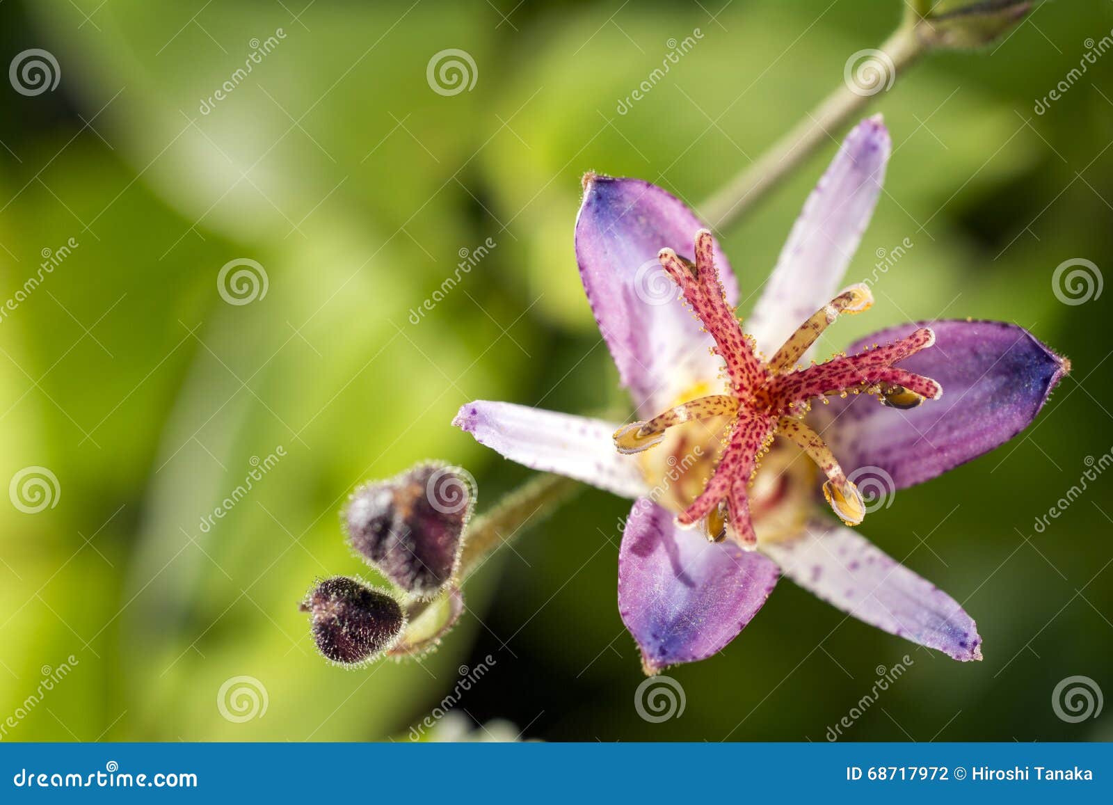 Toad lily flower stock photo. Image of autumn, plant - 68717972