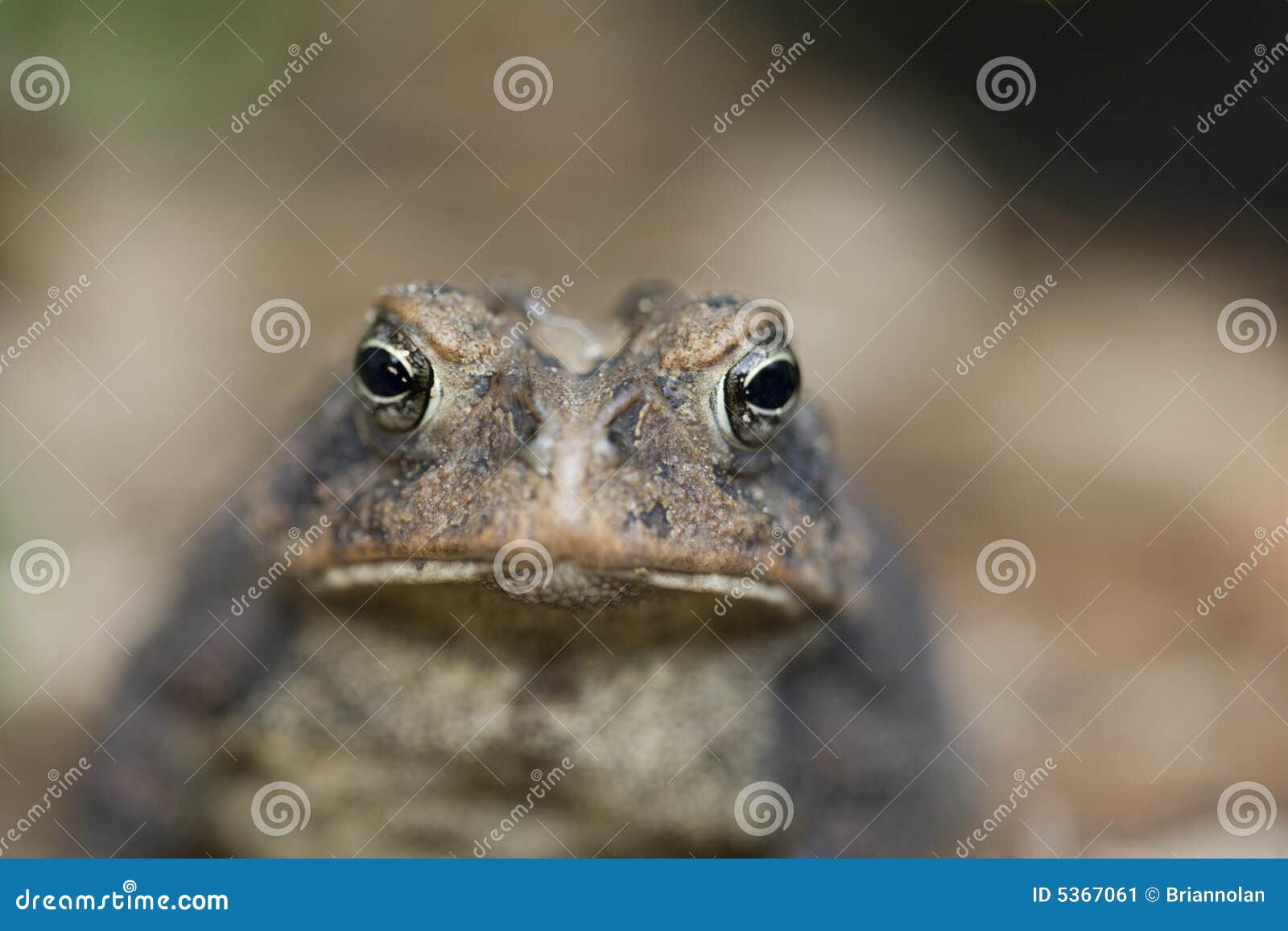 Toad lips stock image. Image of reptile, eyes, warts, toad - 5367061