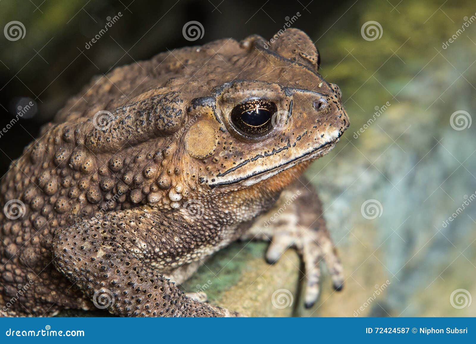 Toad stock image. Image of background, wildlife, green - 72424587