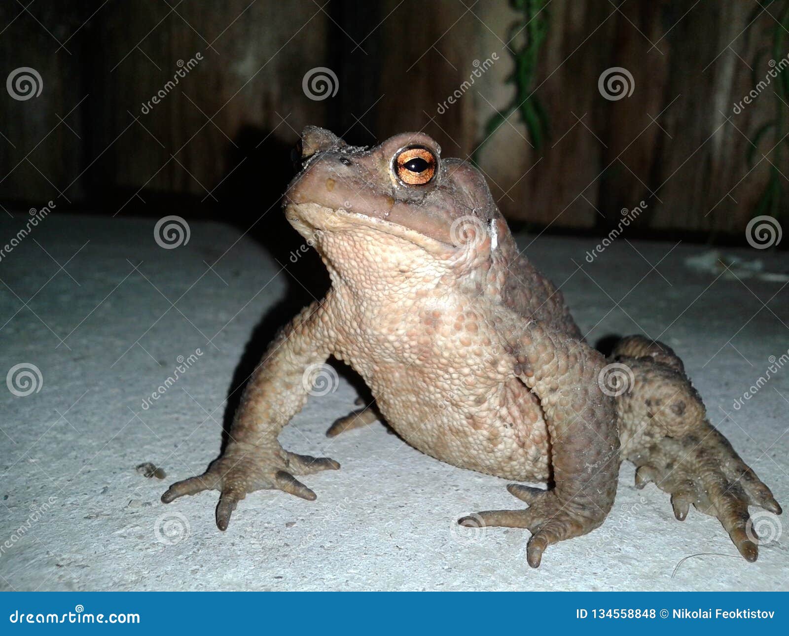 Proud toad stock photo. Image of animals, amphibian - 134558848
