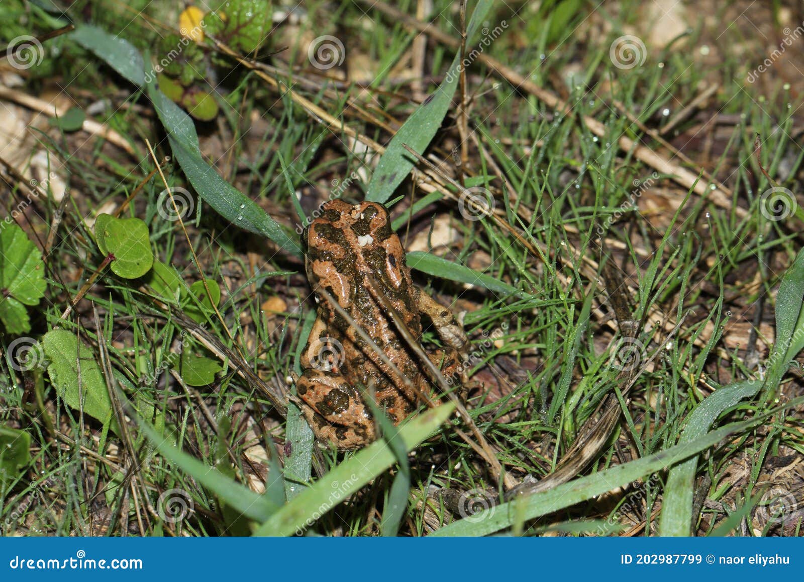 Toad Looking for Prey To Eat Stock Image - Image of swallowtail ...