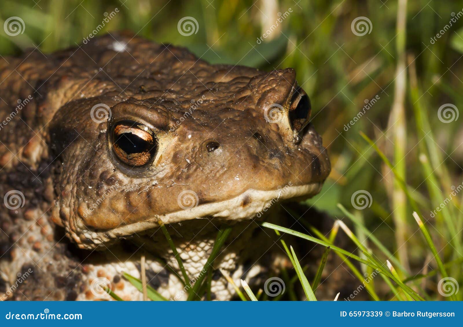 Toad stock image. Image of eyes, animal, grass, wart - 65973339