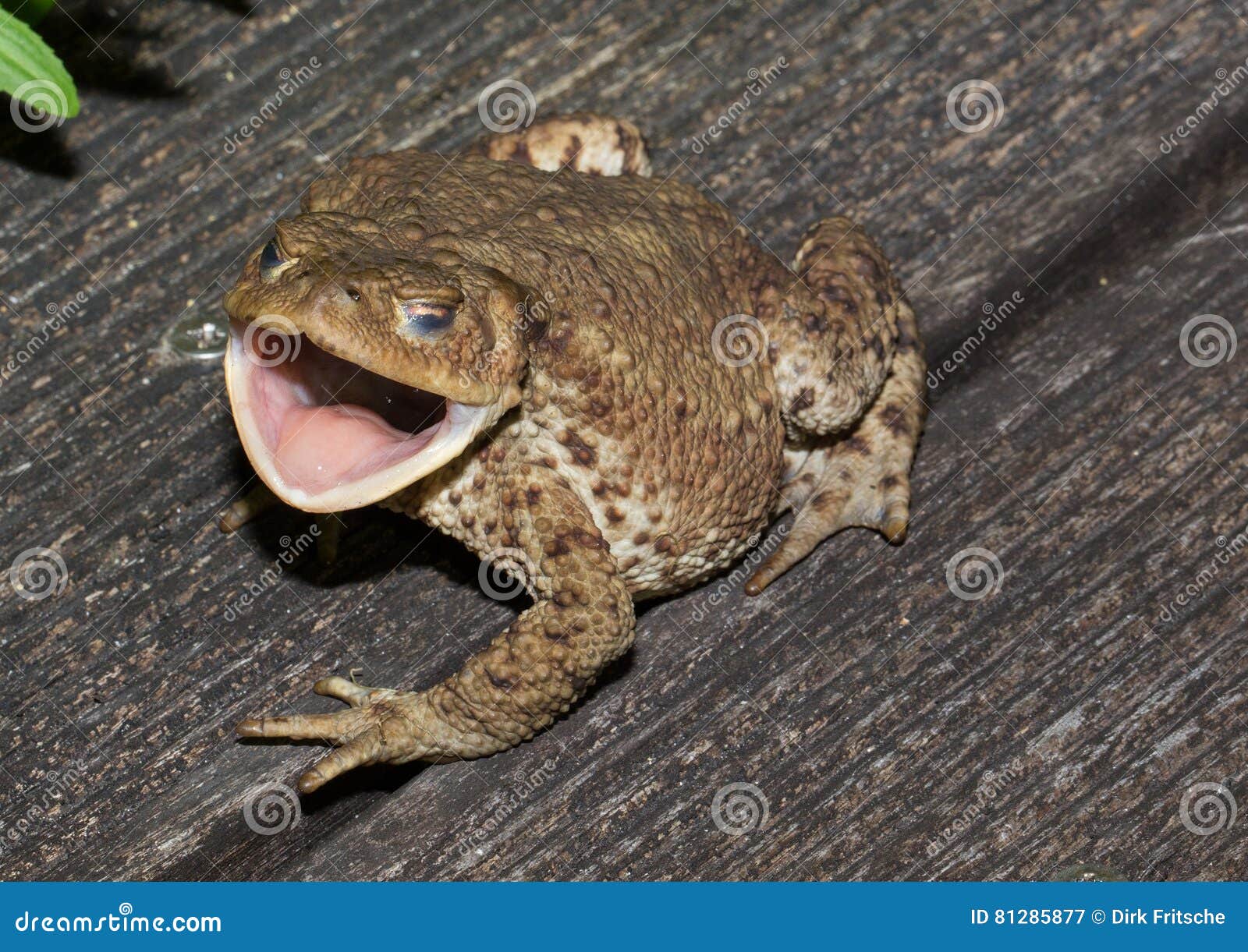 Toad stock image. Image of water, biology, view, amphibian - 81285877