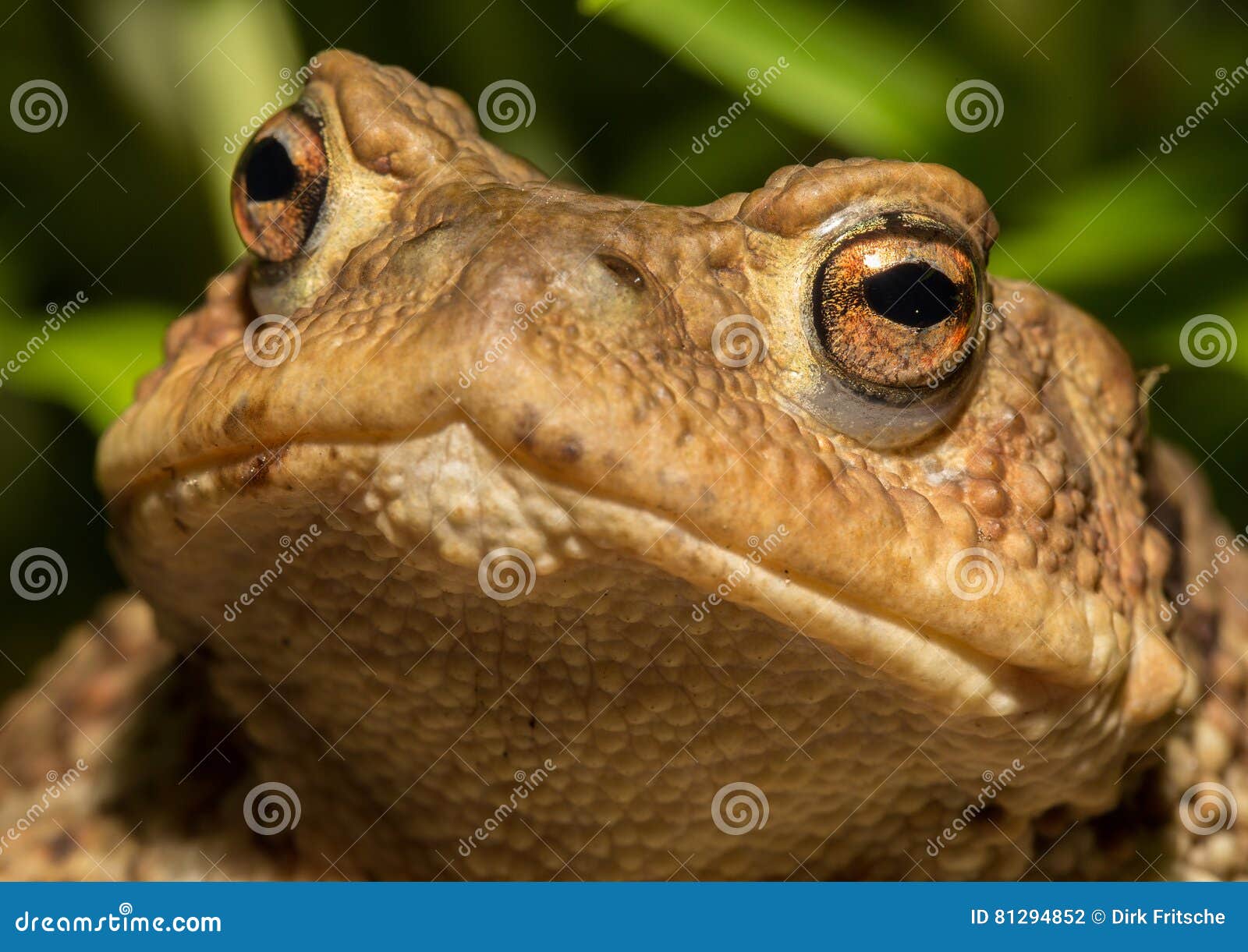 Toad stock photo. Image of environment, nature, outdoors - 81294852