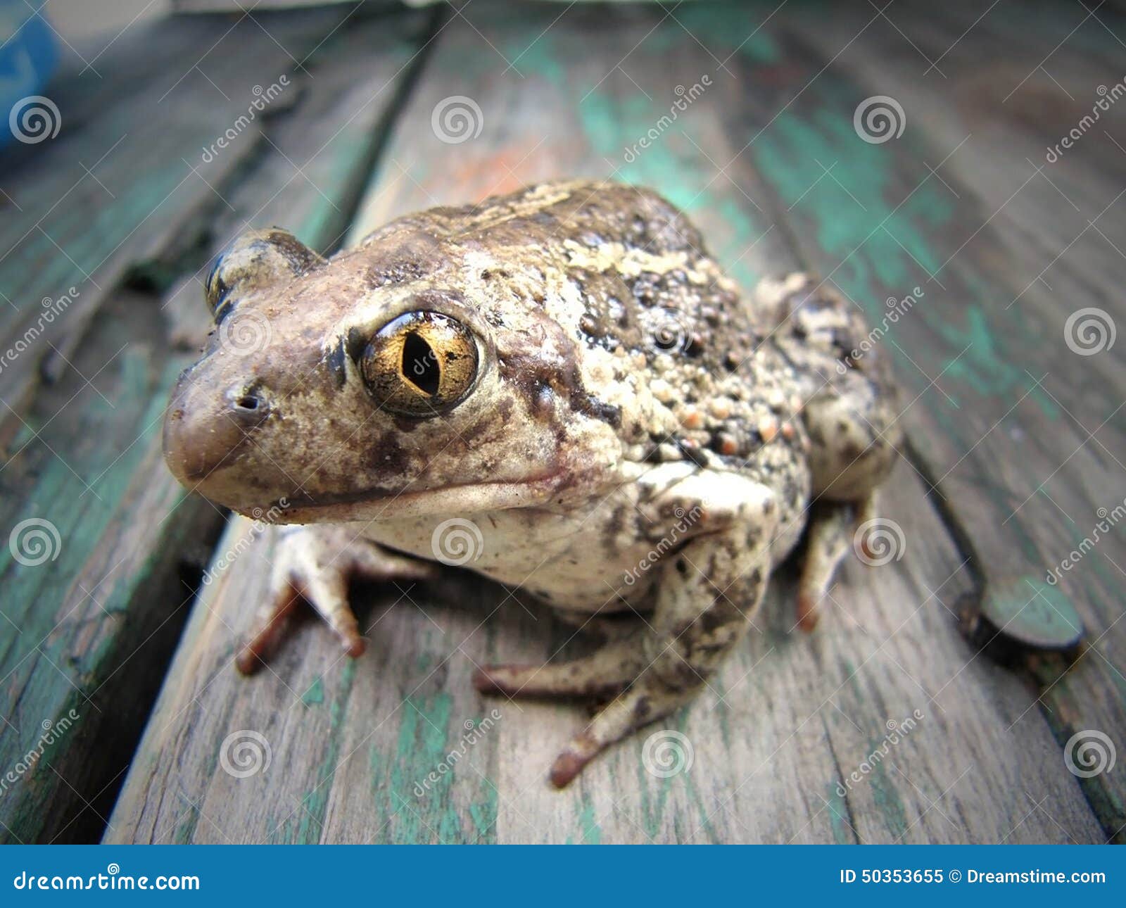 Toad stock image. Image of wood, toad, sitting, table - 50353655
