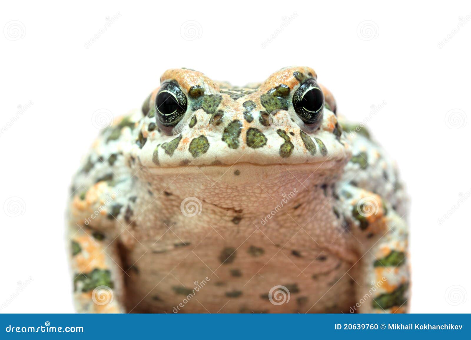 Toad macro portrait stock photo. Image of large, frog - 20639760