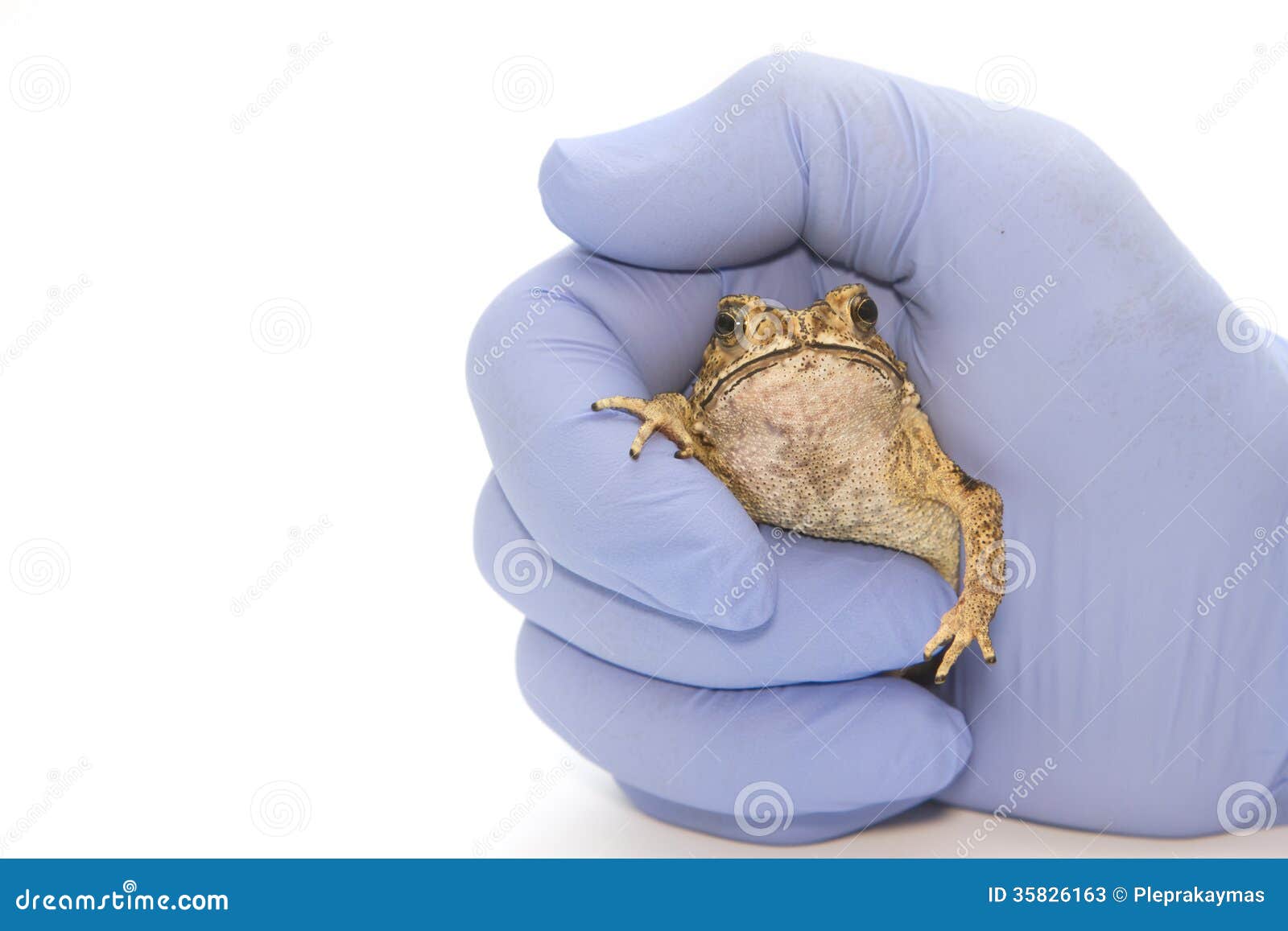 Toad on a Man S Hand Isolated Stock Image - Image of wild, reptile ...