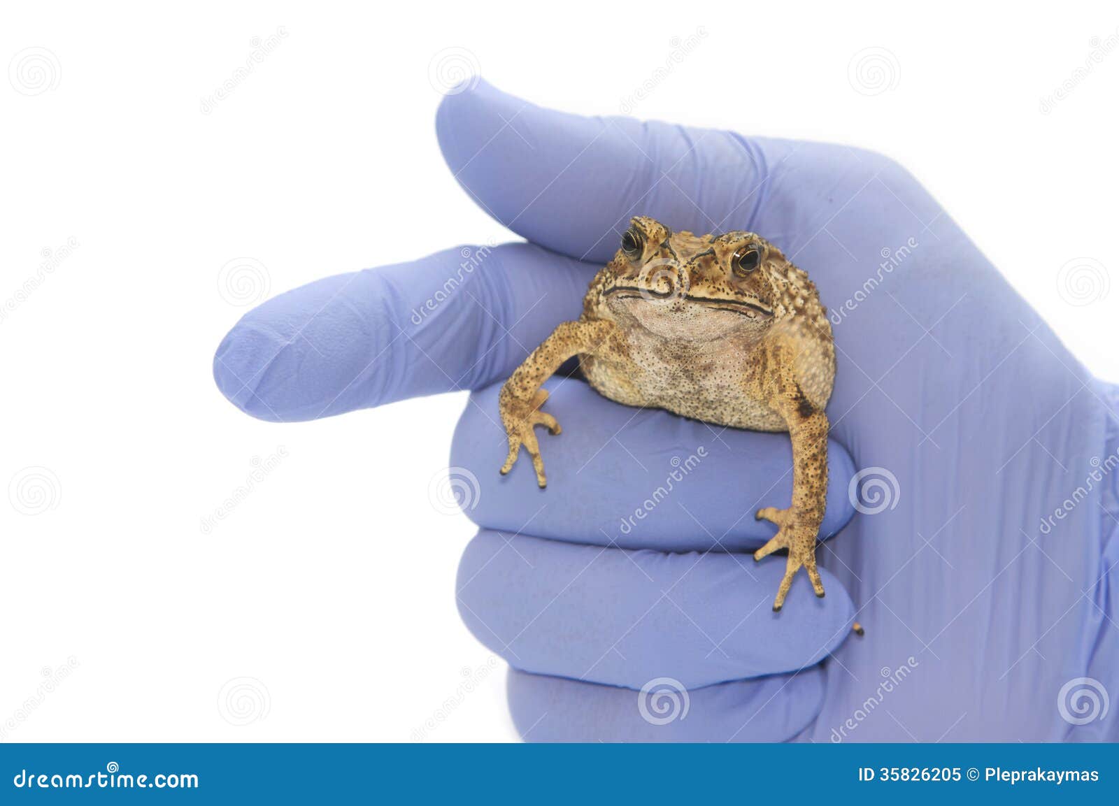 Toad a man s hand Isolated stock image. Image of hand - 35826205