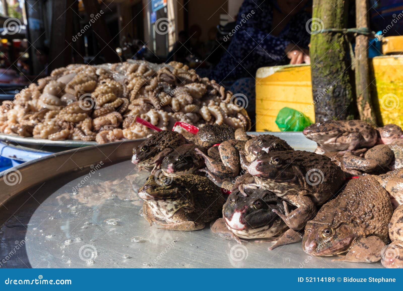 Toad in marker stock image. Image of shop, alive, china - 52114189