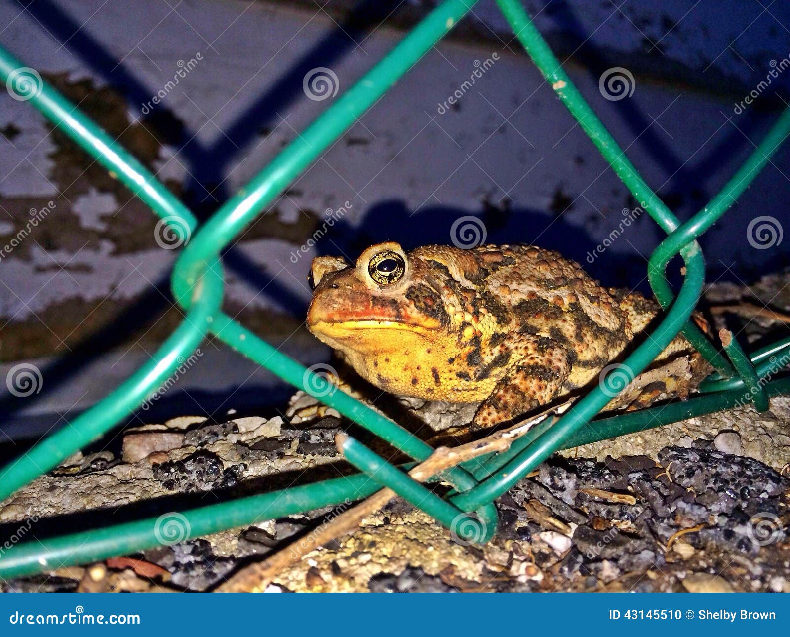 Toad stock photo. Image of toad, croke, massive, ribbit - 43145510