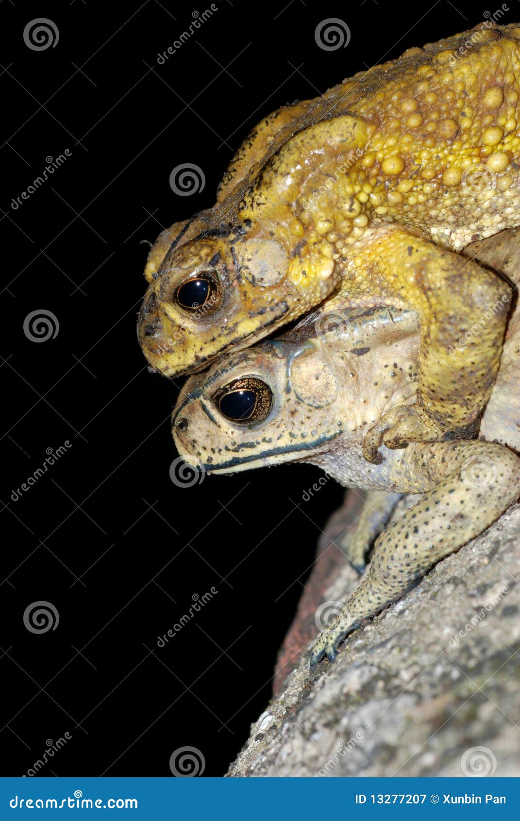 Toad mating stock image. Image of couple, garden, bufo - 13277207