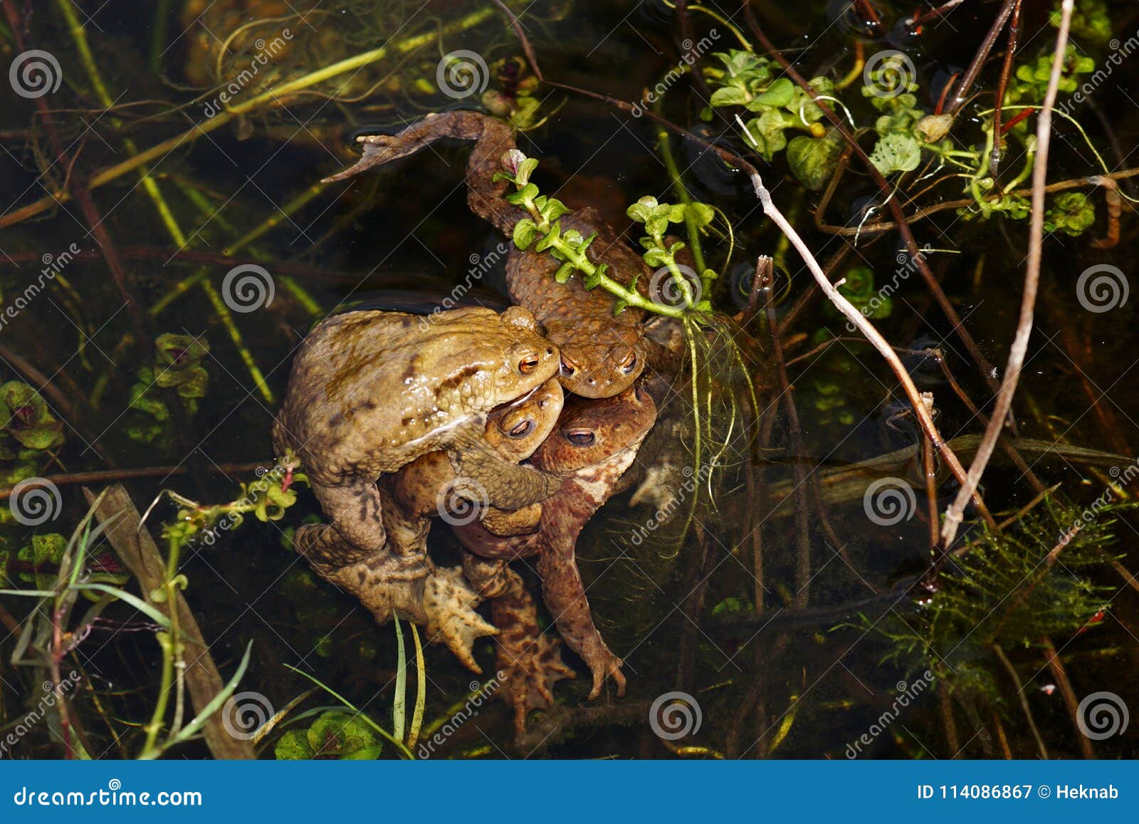 Toad Mating in the Fish Pond Stock Image - Image of spring, amphibian ...