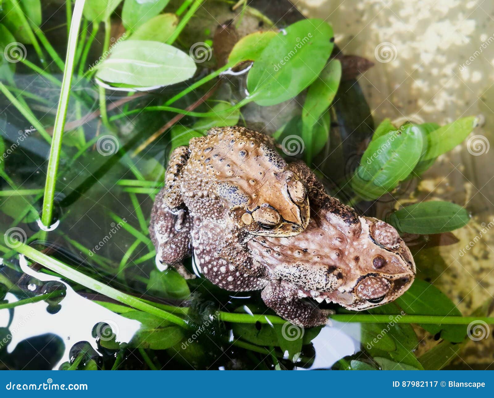 Toad mating common sex stock image. Image of aquatic - 87982117