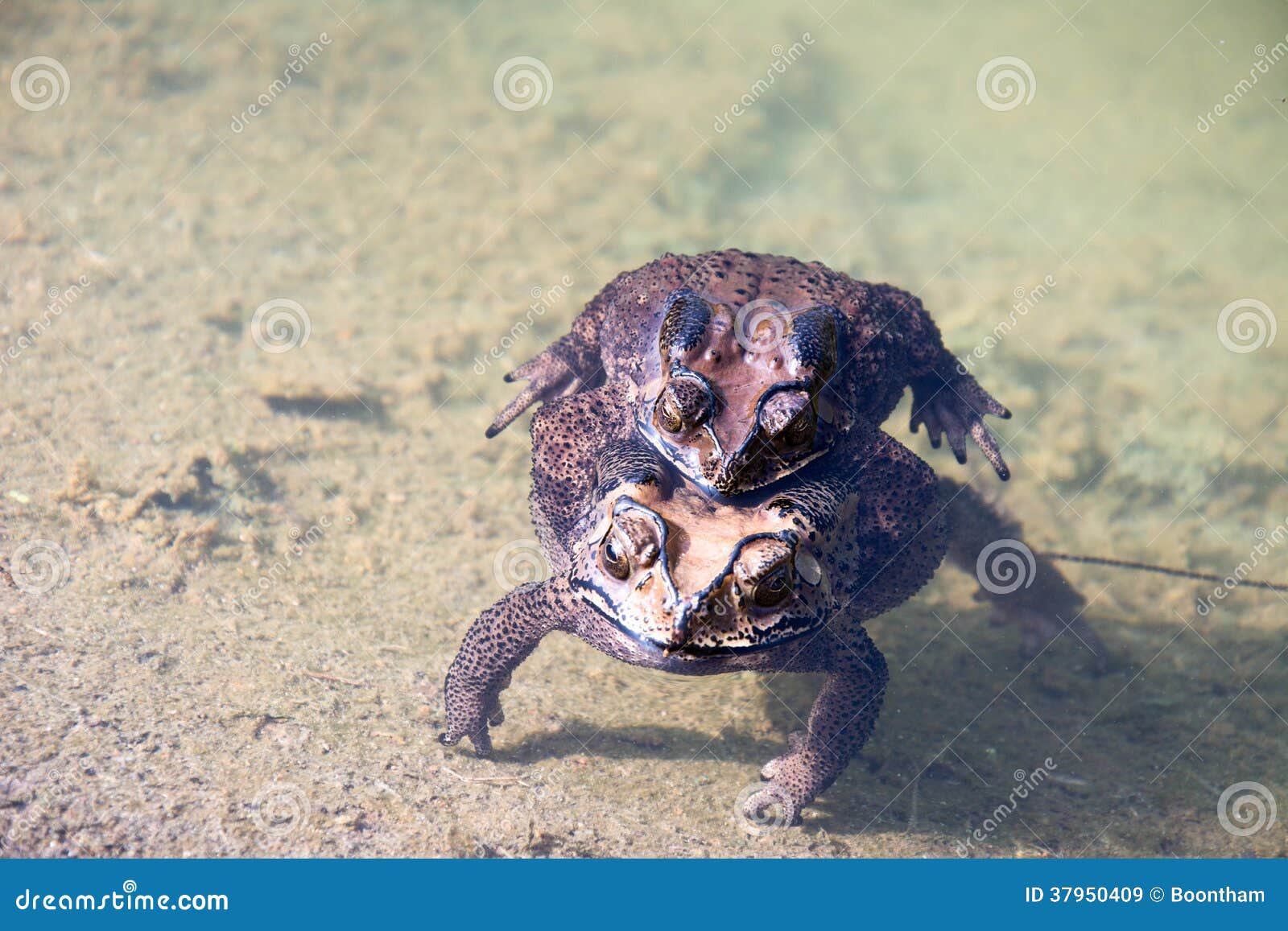 The Toad Mating stock image. Image of female, outdoor - 37950409