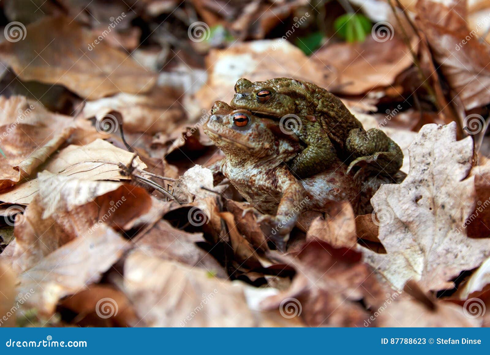 Toad migration in forest stock image. Image of bufo, danger - 87788623