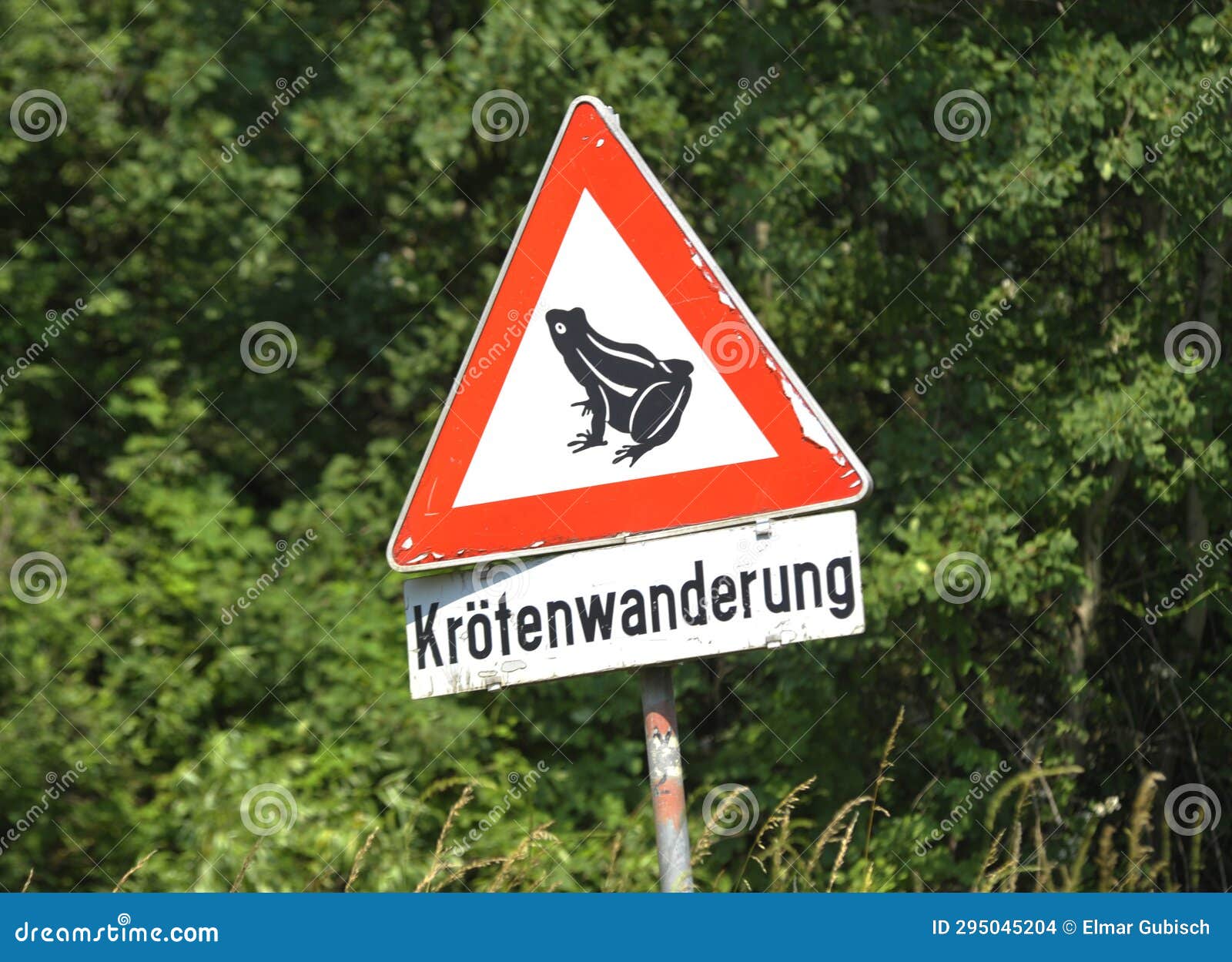 Toad Migration or Frog Migration Stock Photo - Image of species, quacks ...