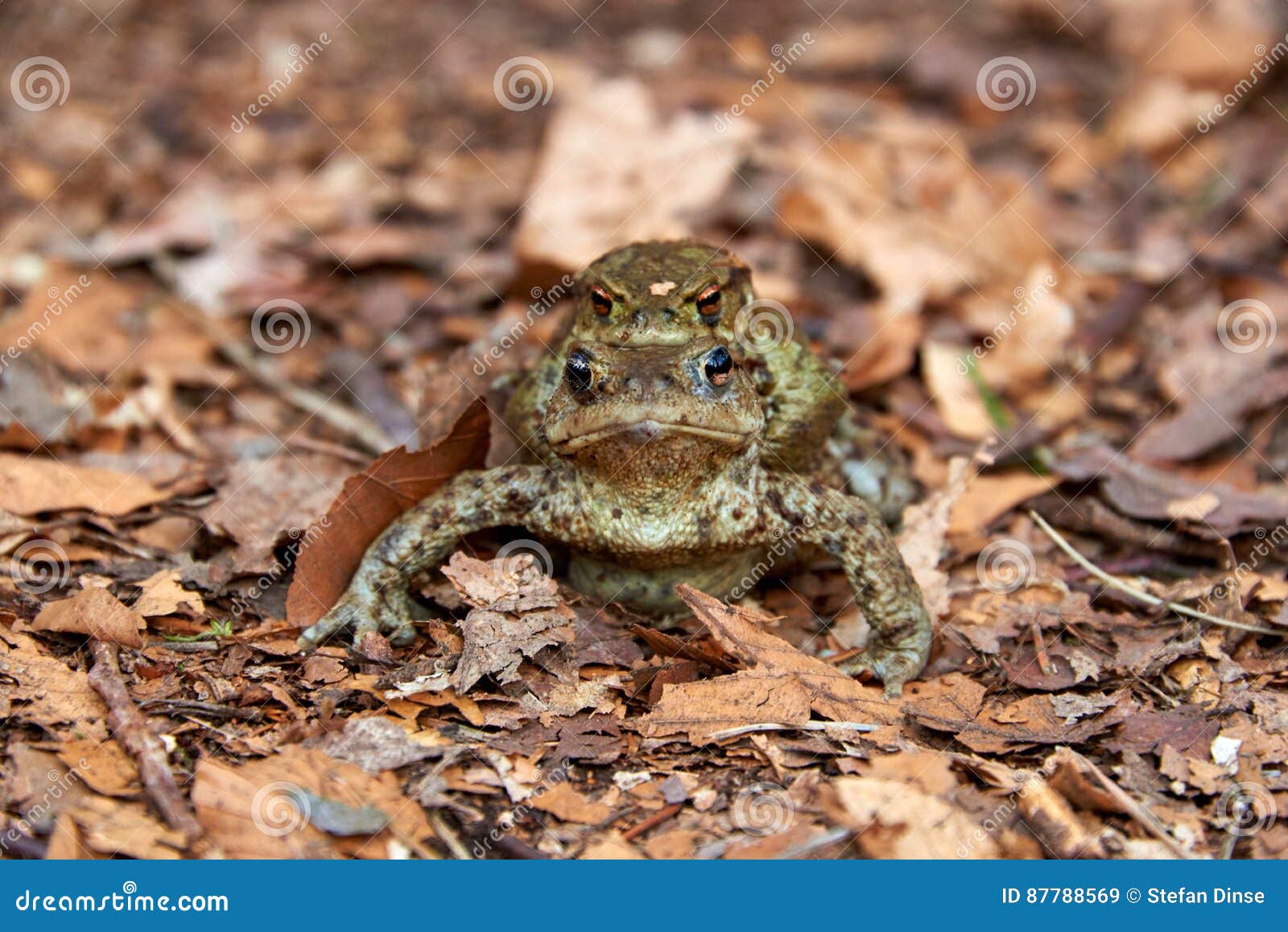 Toad migration to lake stock image. Image of habitat - 87788569