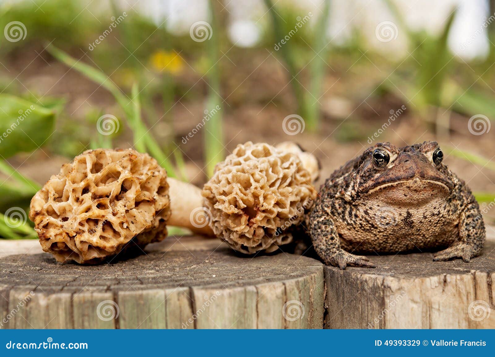 Toad and morel mushrooms stock image. Image of background - 49393329