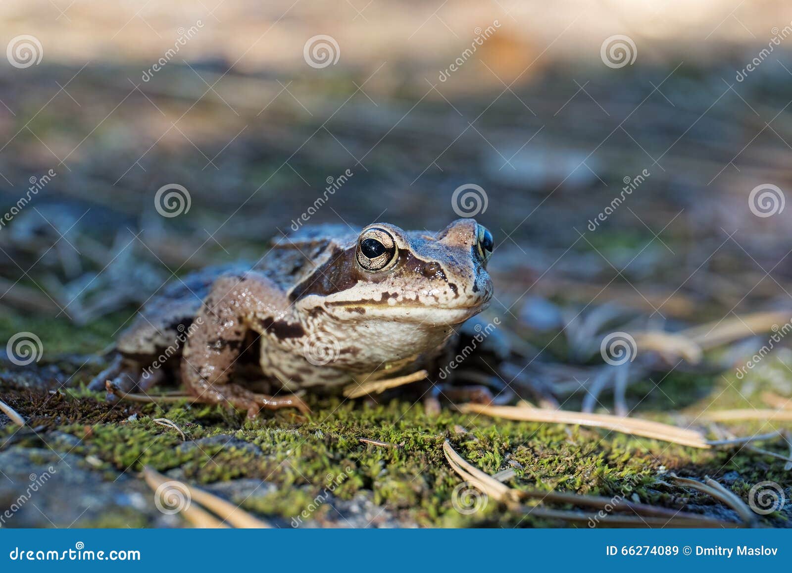 Toad on moss stock image. Image of macro, closeup, green - 66274089
